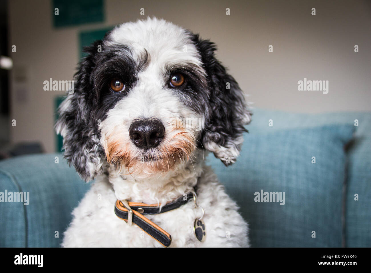 Black and White Cockapoo Stock Photo - Alamy