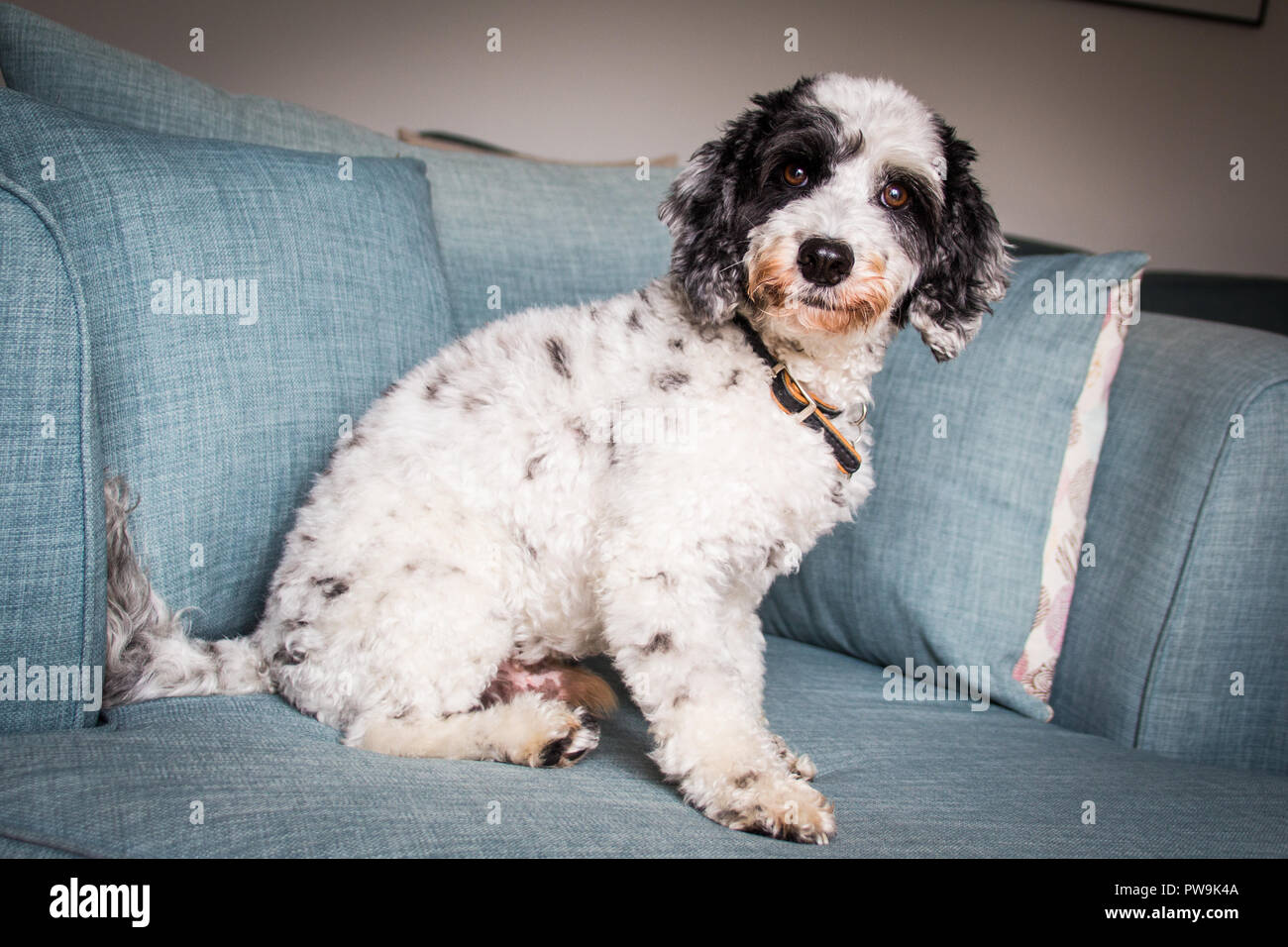 Black and White Cockapoo Stock Photo - Alamy