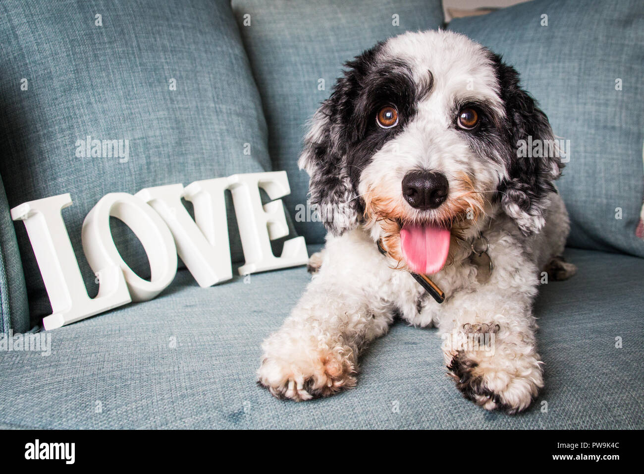 Black and White Cockapoo Stock Photo - Alamy