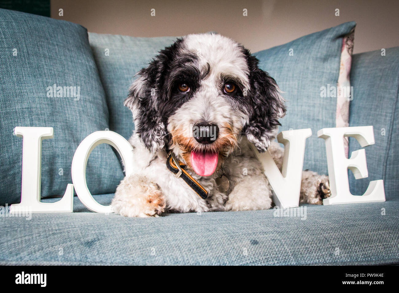 Black and White Cockapoo Stock Photo - Alamy