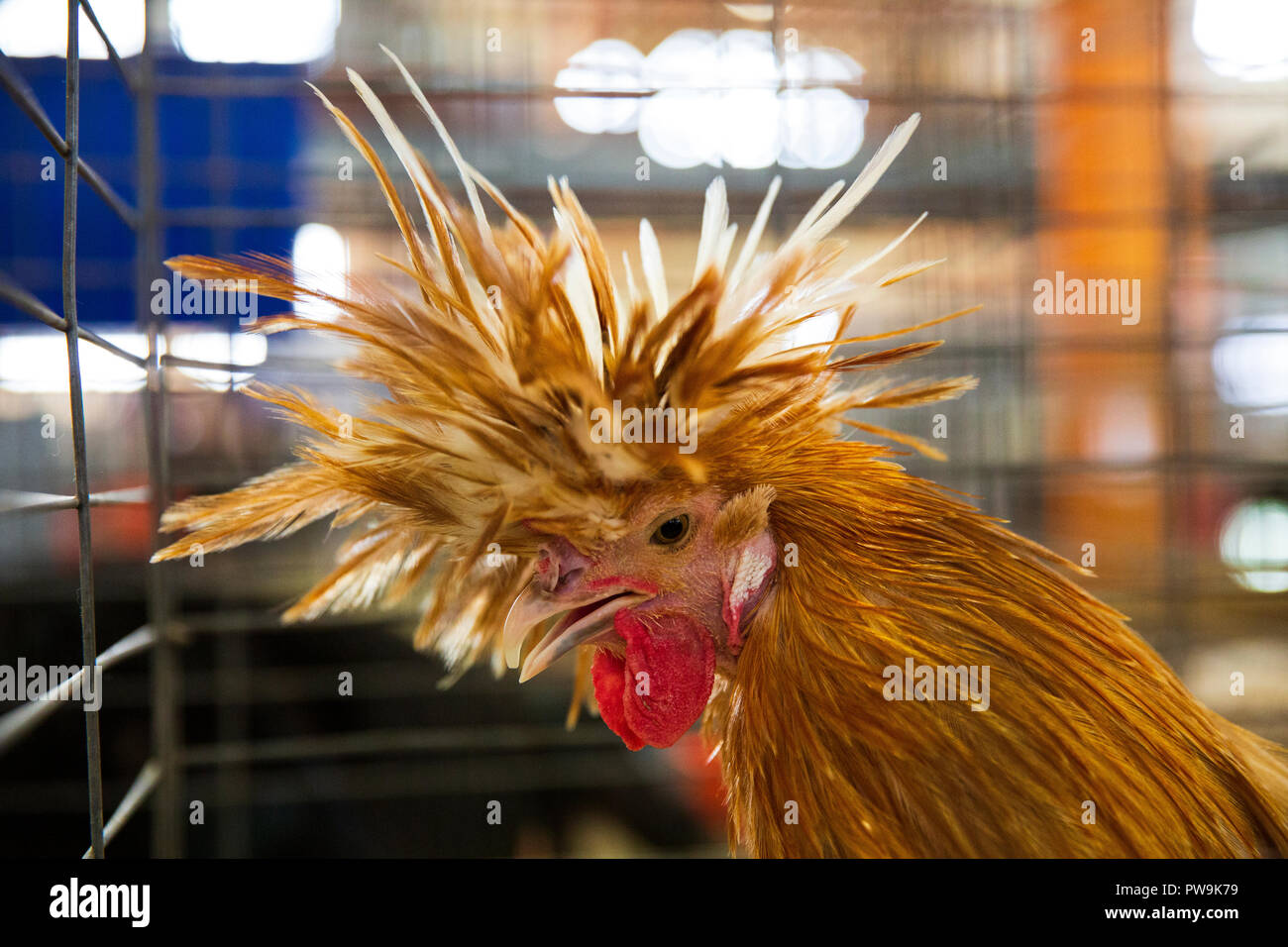 The Poultry Barn at the Great New York State Fair, August 27, 2015 ...