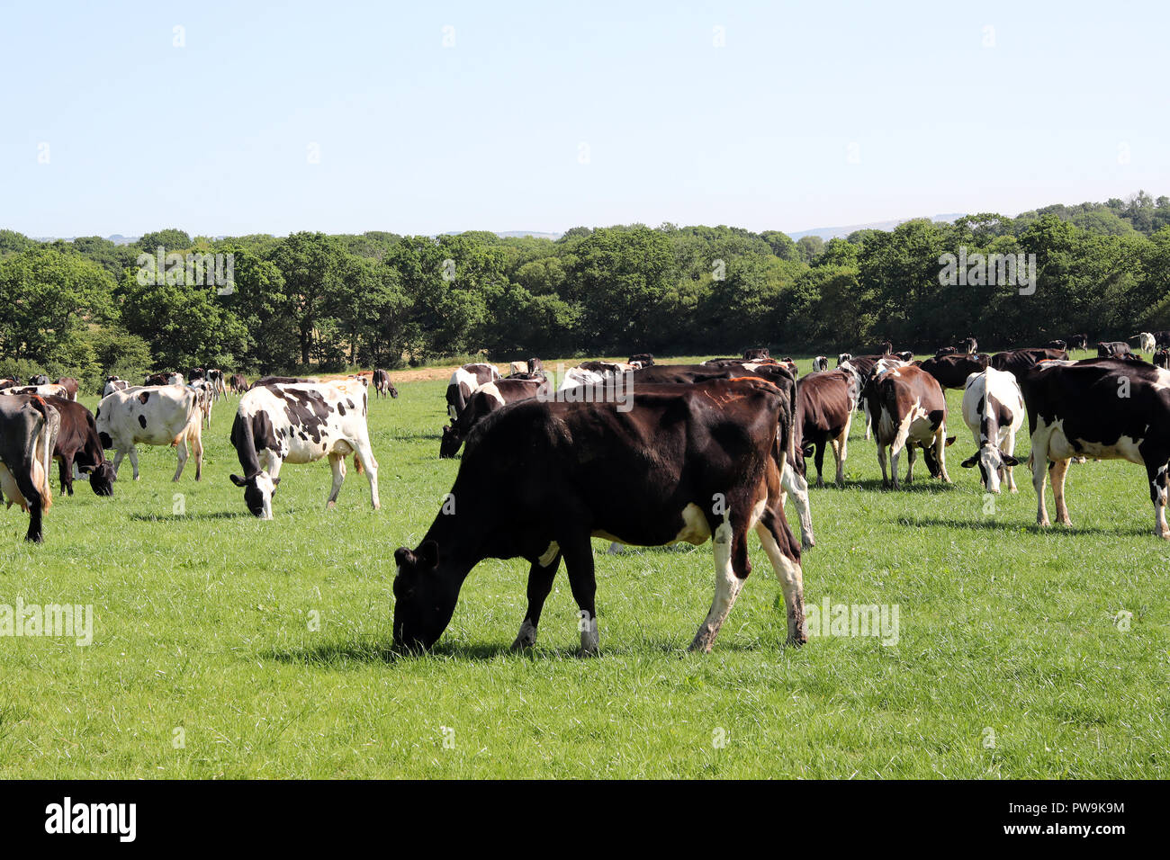 Friesian Cows in a field Stock Photo - Alamy