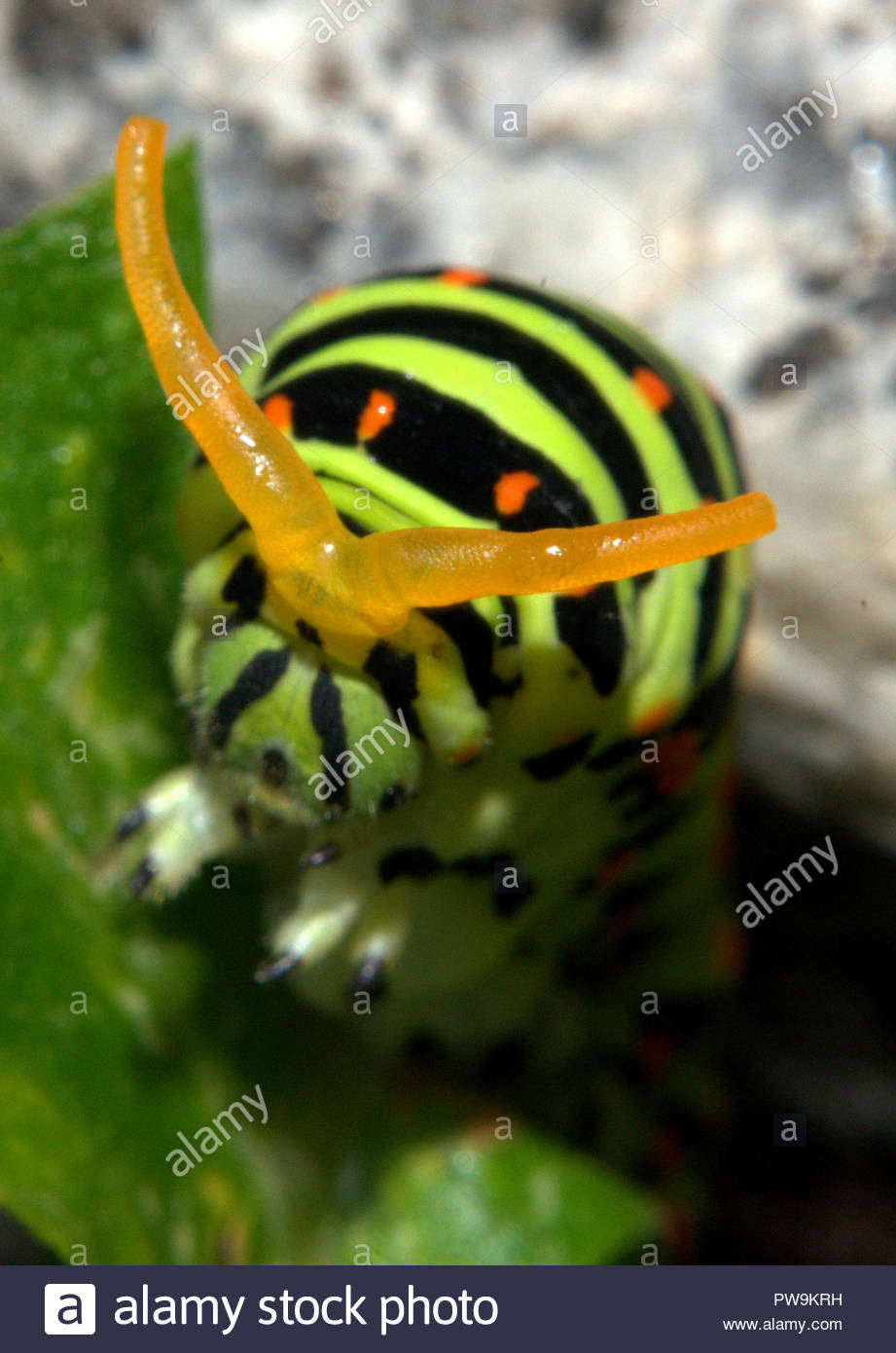 Black Swallowtail Caterpillar High Resolution Stock Photography and ...