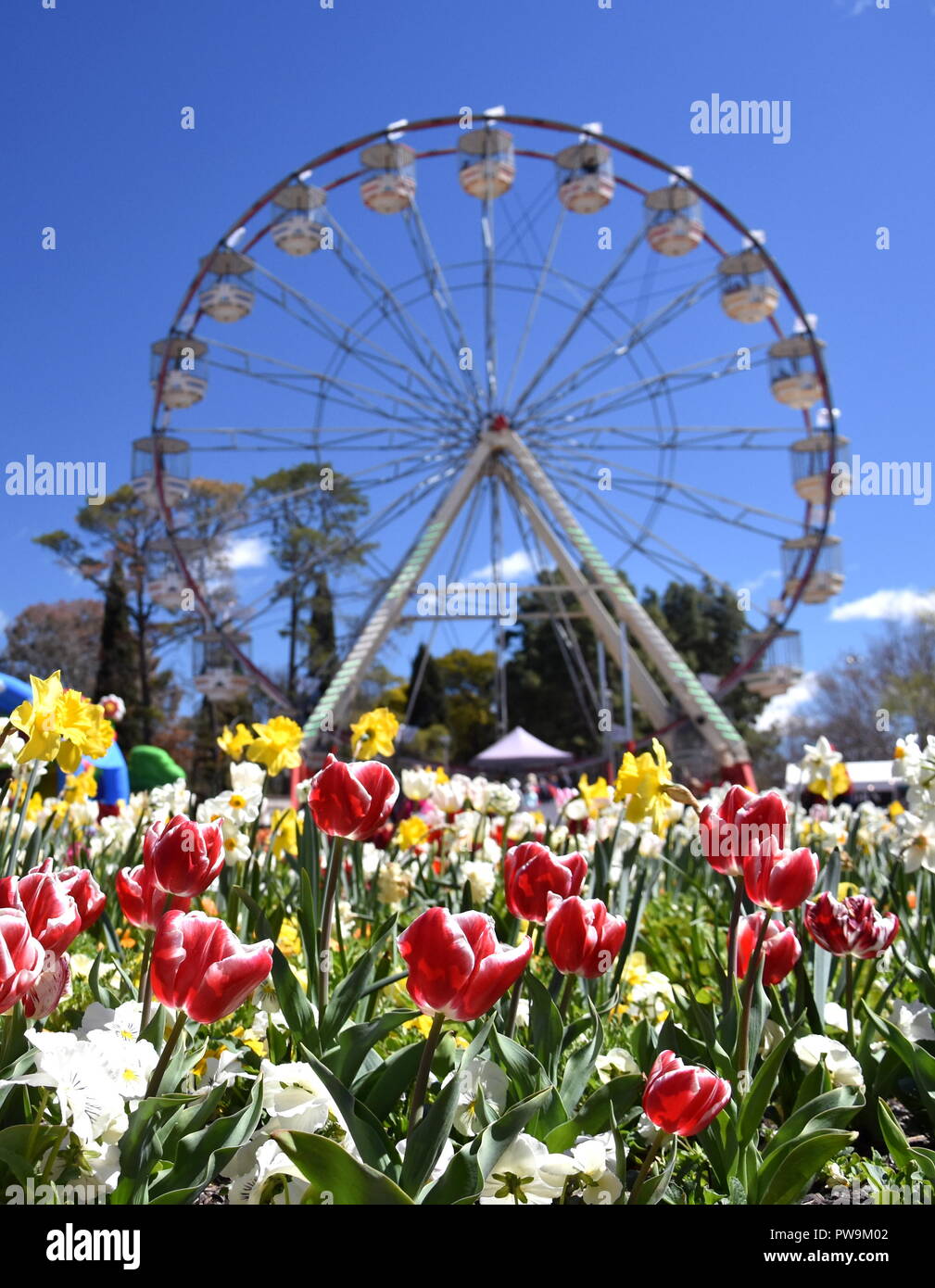 Focus on Masses of tulips in front of the Ferris Wheel at Floriade in ...