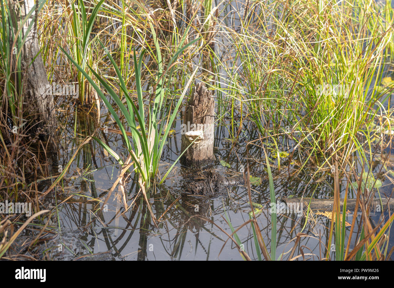 Hiking the Eagle Nest Lookout Trail in Calabogie Ontario Stock Photo ...