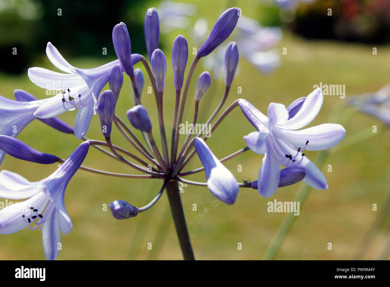 Agapanthus africanus blue flower heads Stock Photo - Alamy