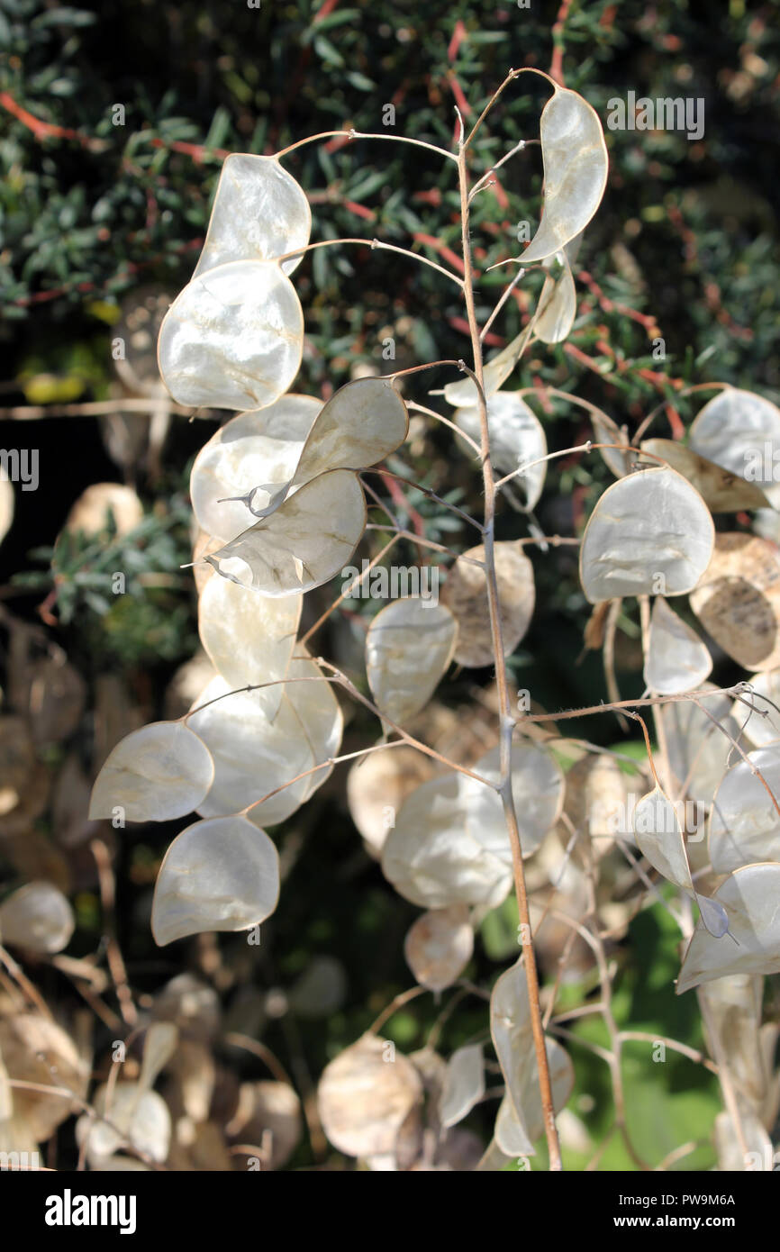 Silver seed pods of Lunaria (Honesty) annua Stock Photo - Alamy
