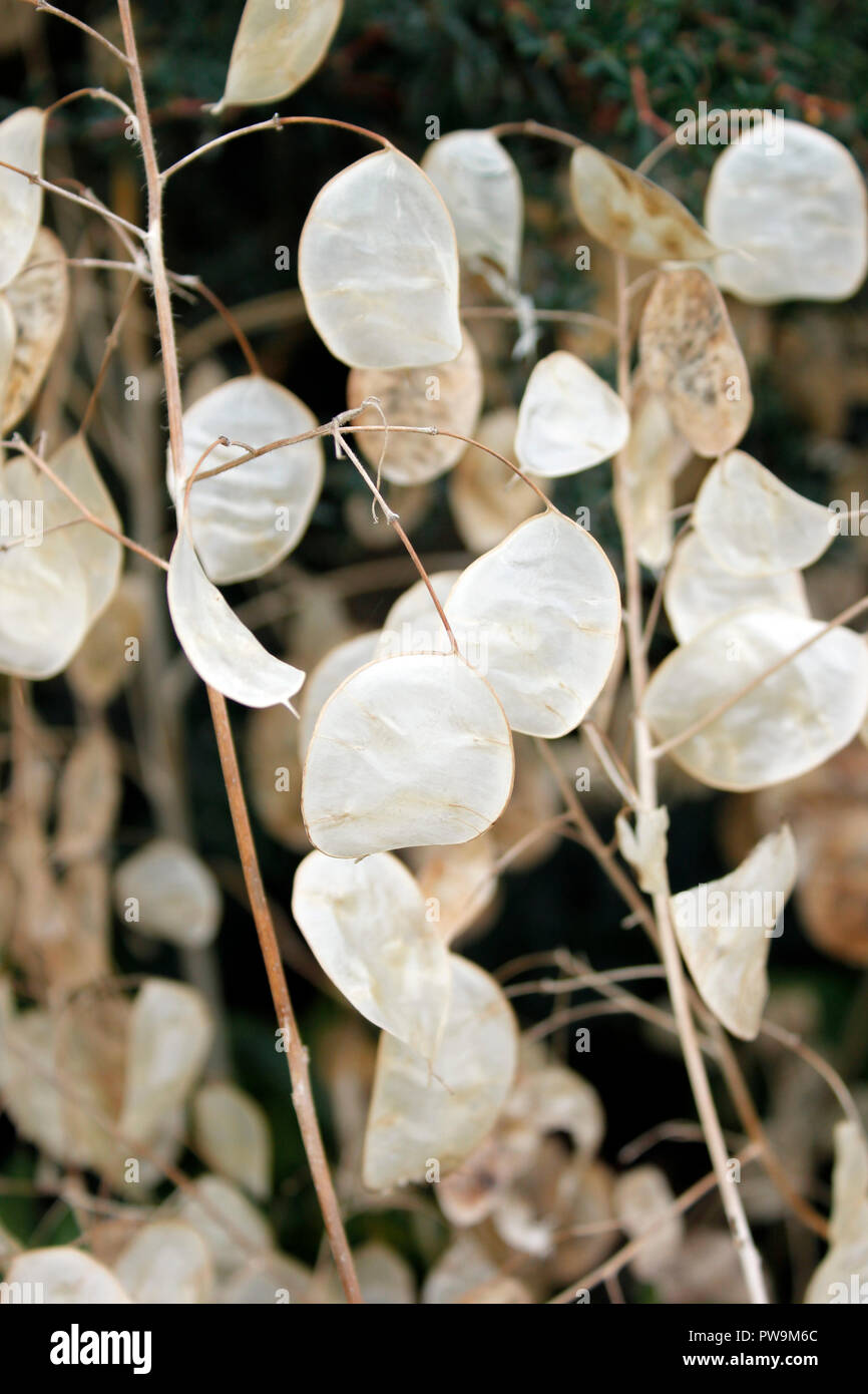 Silver seed pods of Lunaria (Honesty) annua Stock Photo - Alamy