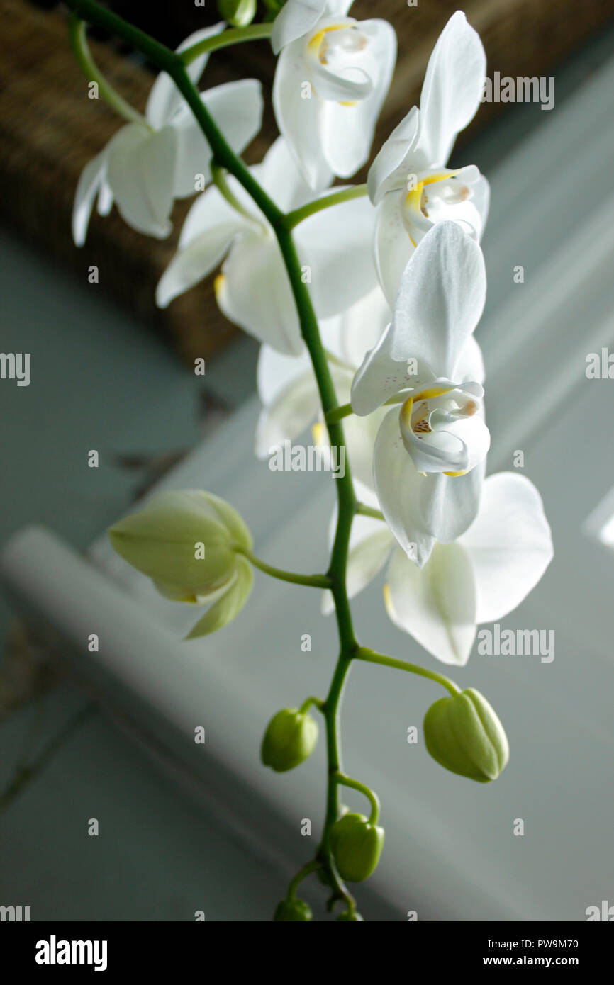 Long stemmed flowers hi-res stock photography and images - Alamy