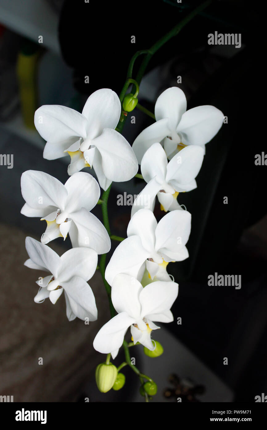 Long stemmed flowers hi-res stock photography and images - Alamy