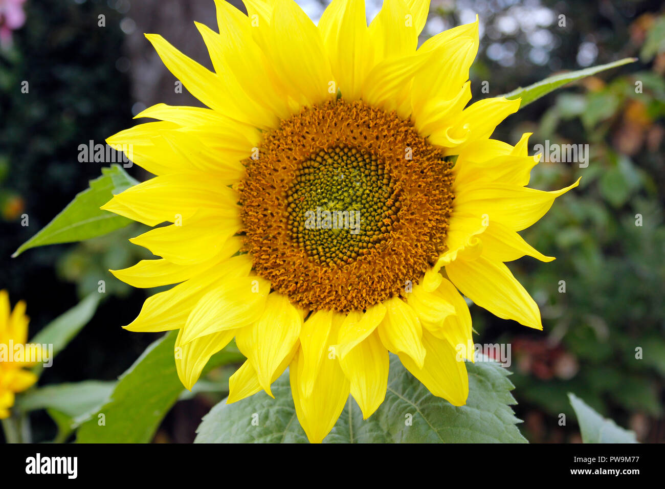 Individual flower shapes hi-res stock photography and images - Alamy