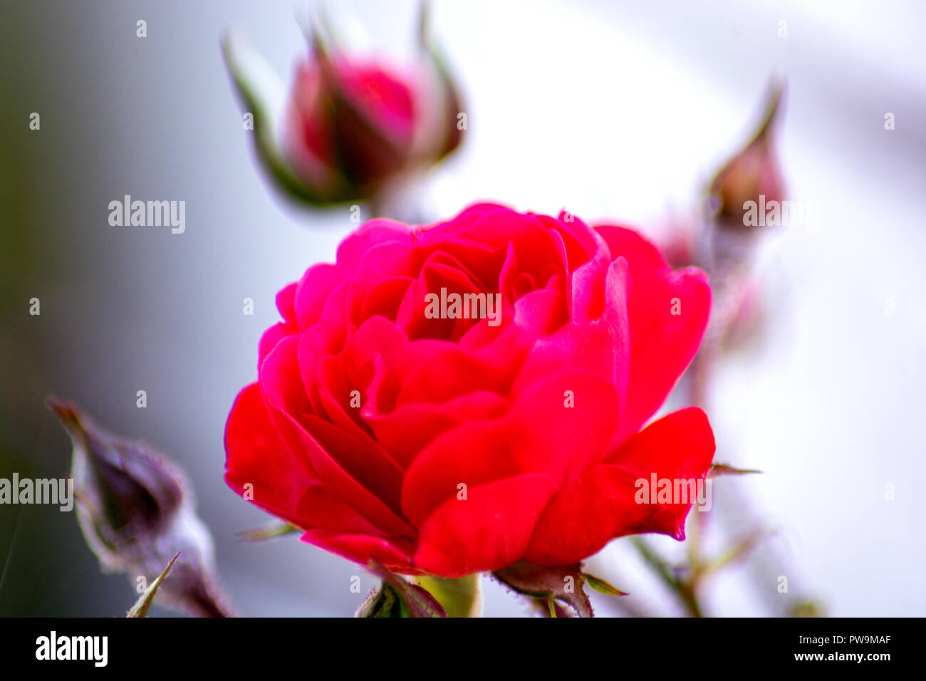 Love flora hi-res stock photography and images - Alamy