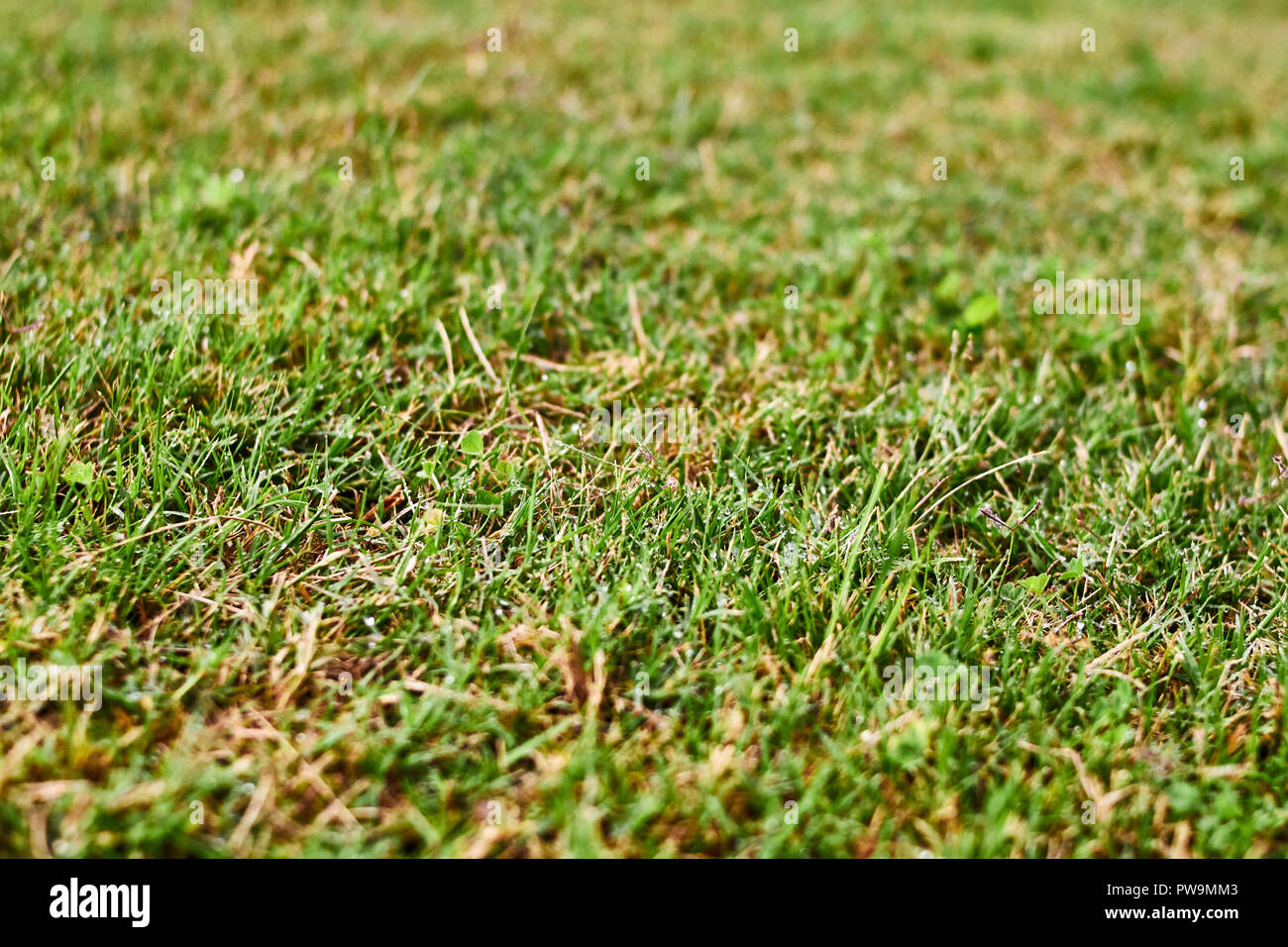 Green grass texture with som drops of water Stock Photo - Alamy