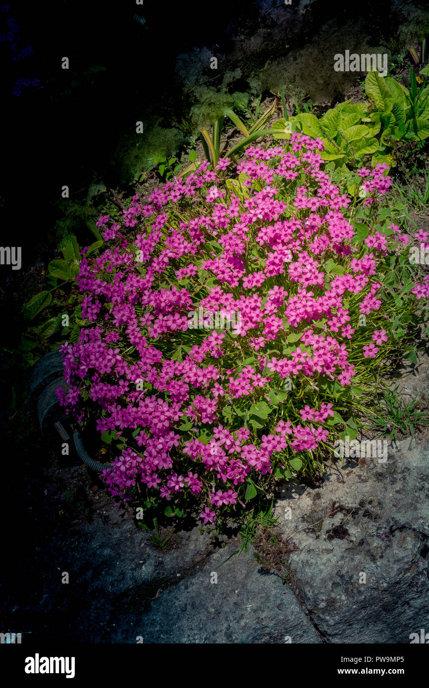 Blooming beautiful colorful fresh natural flowers in view Stock Photo ...