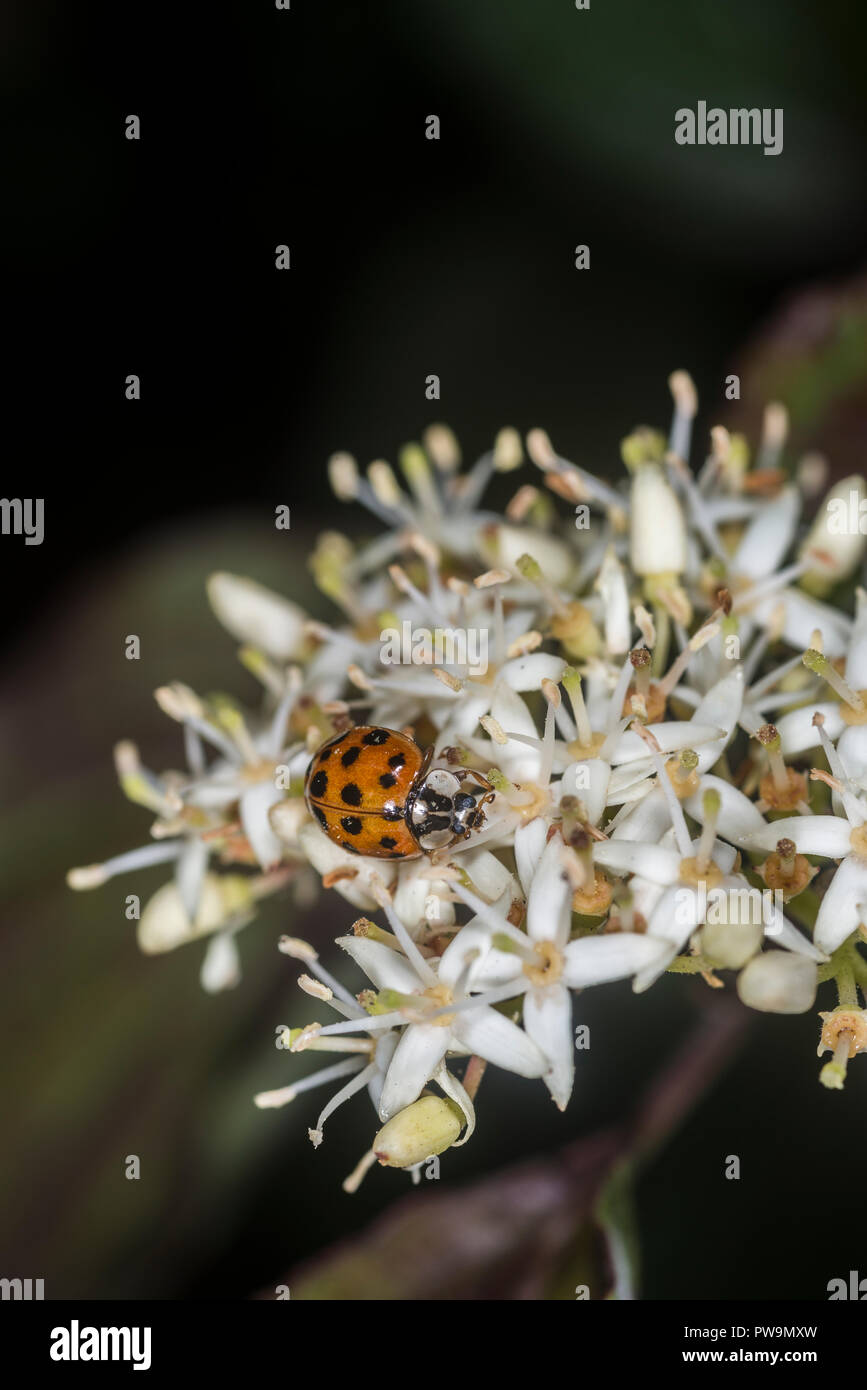 Ladybug on a flower Stock Photo - Alamy