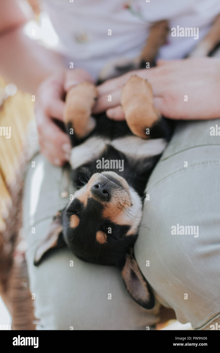 Black cute puppy cuddling Stock Photo - Alamy