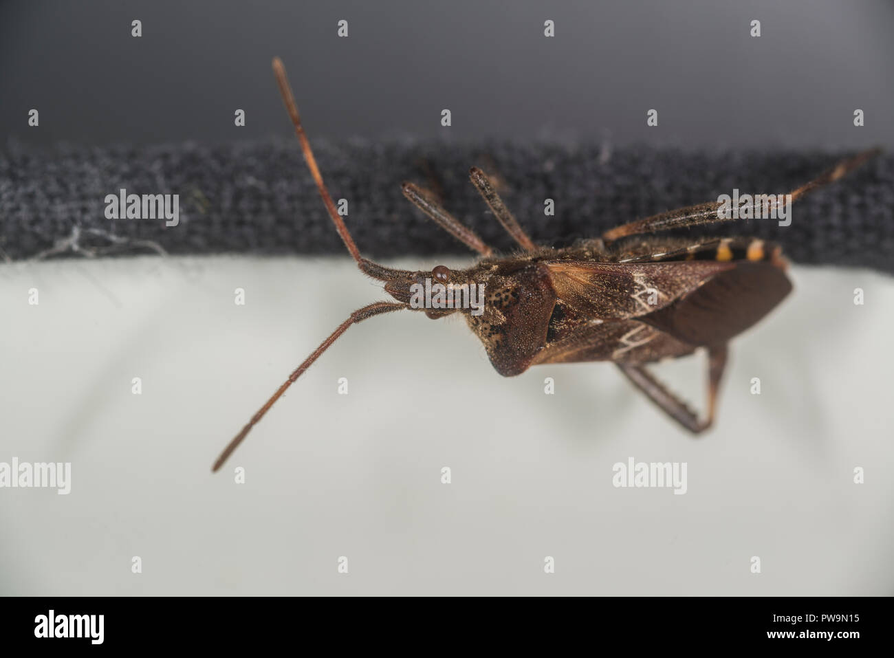Western conifer seed bug on a lamp Stock Photo - Alamy