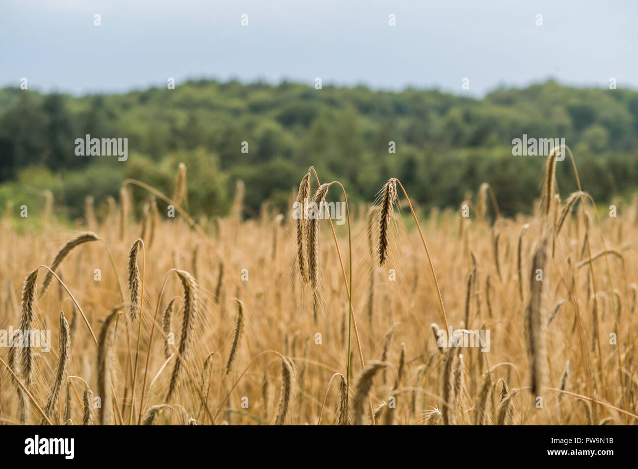 Wheat field in Germany at Summer Stock Photo - Alamy