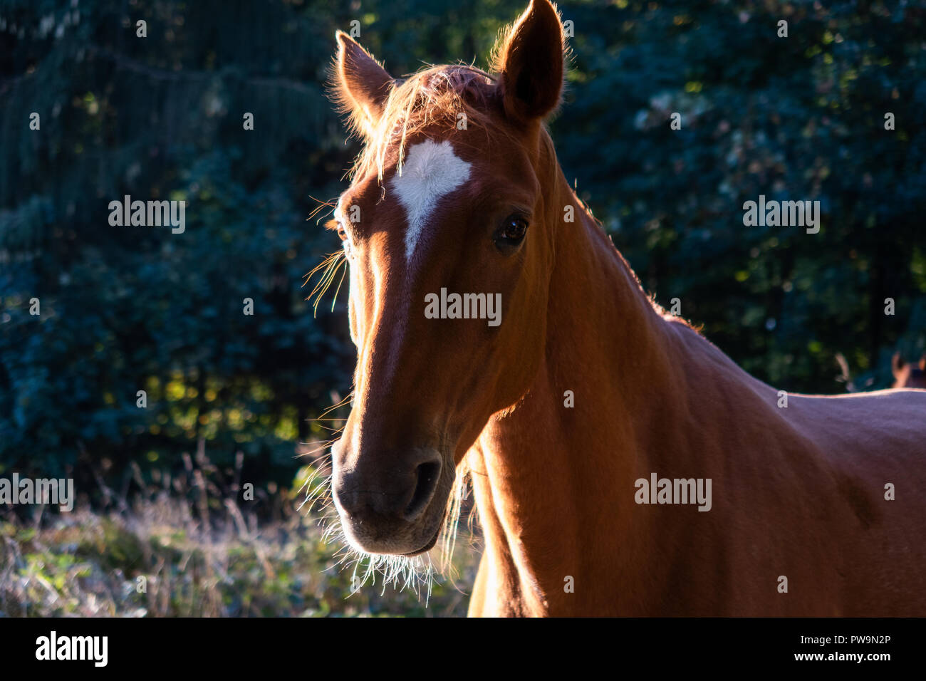 Brown Horse Portrait Stock Photo - Alamy