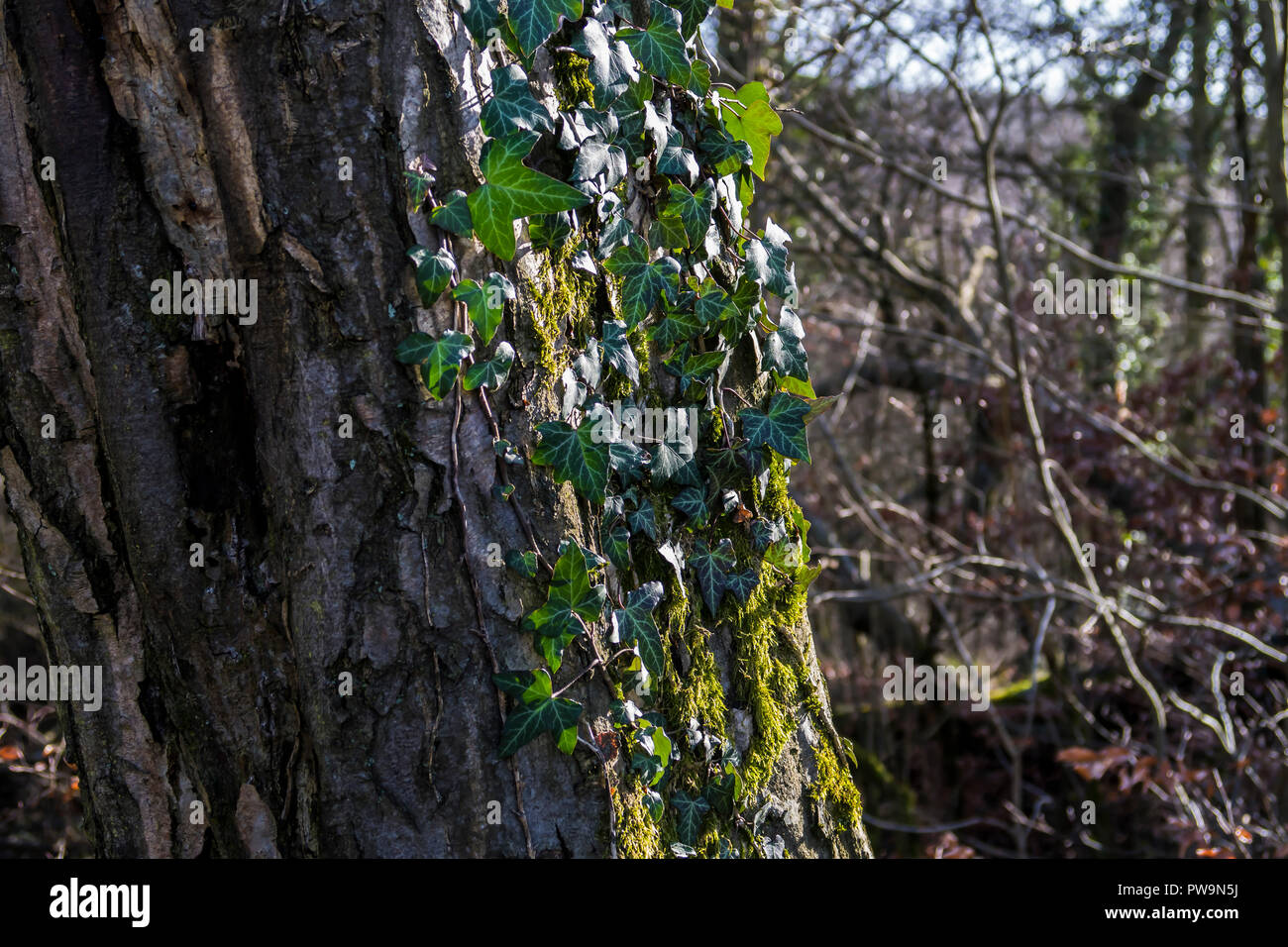 Ivy on a Tree in the Forest Stock Photo - Alamy