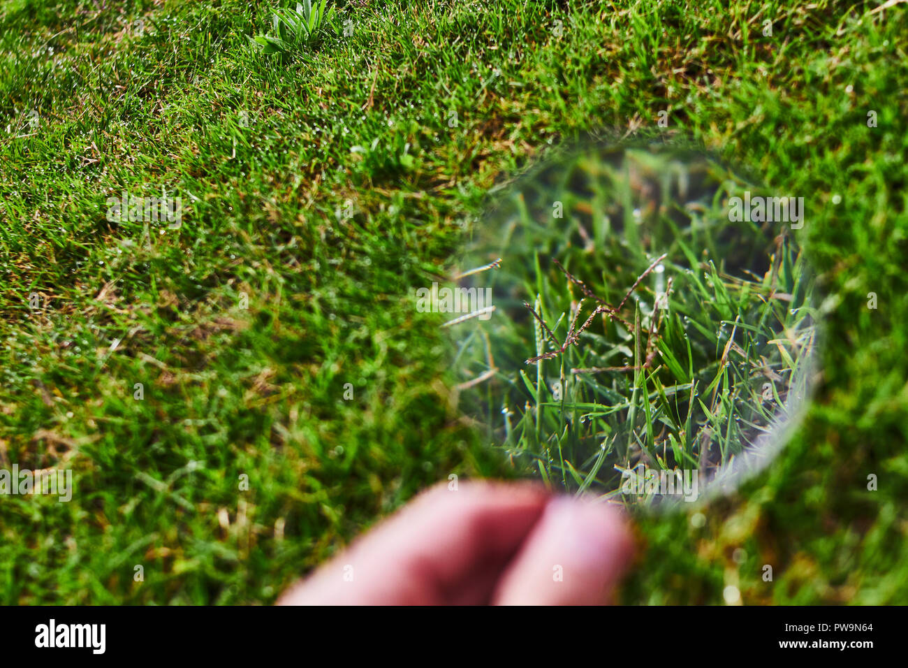 magnifying glass observing the grass with some water drops Stock Photo ...