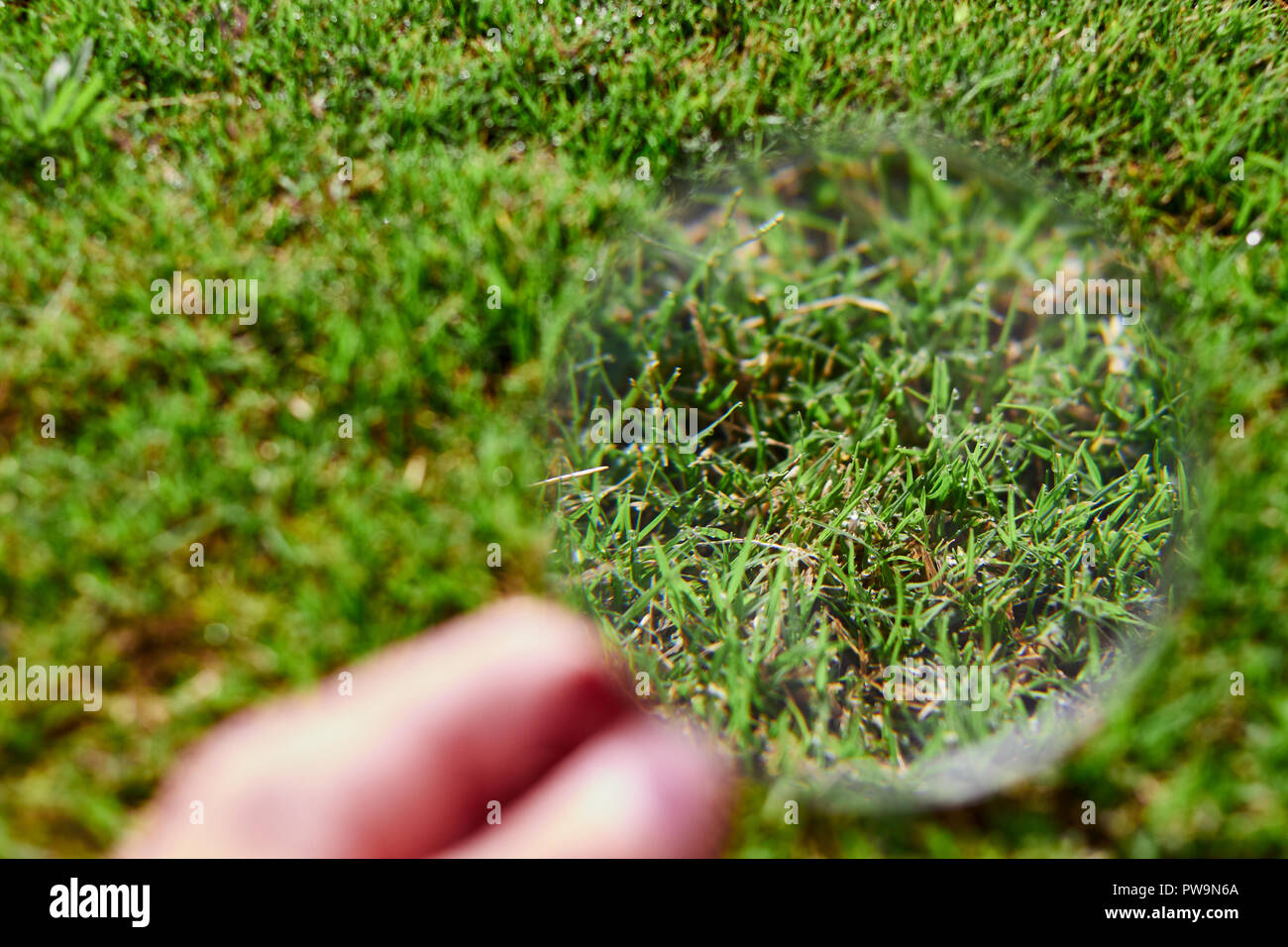 magnifying glass observing the grass with some water drops Stock Photo ...