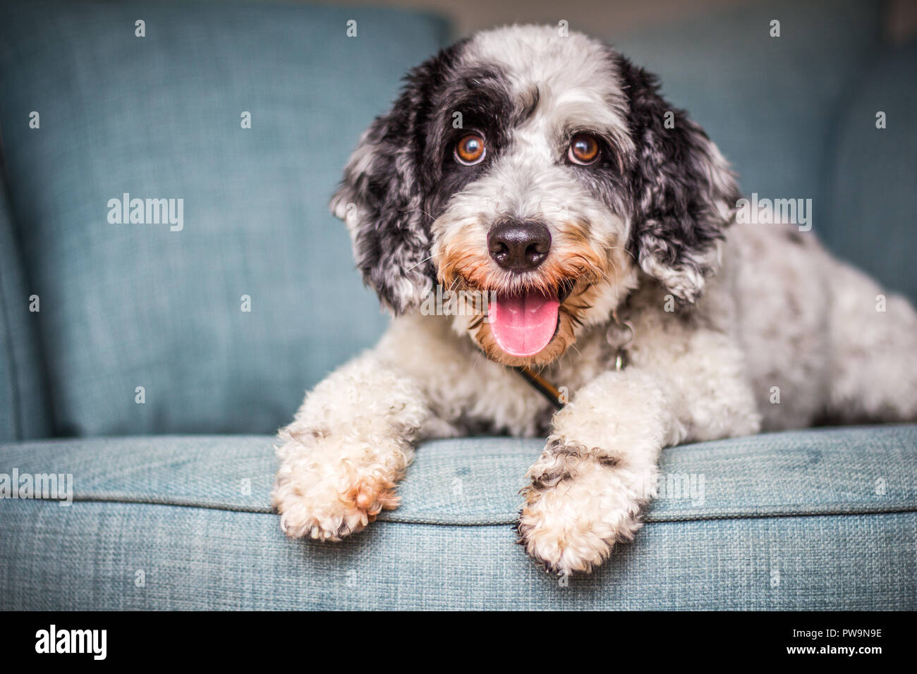 Black and White Cockapoo Stock Photo - Alamy