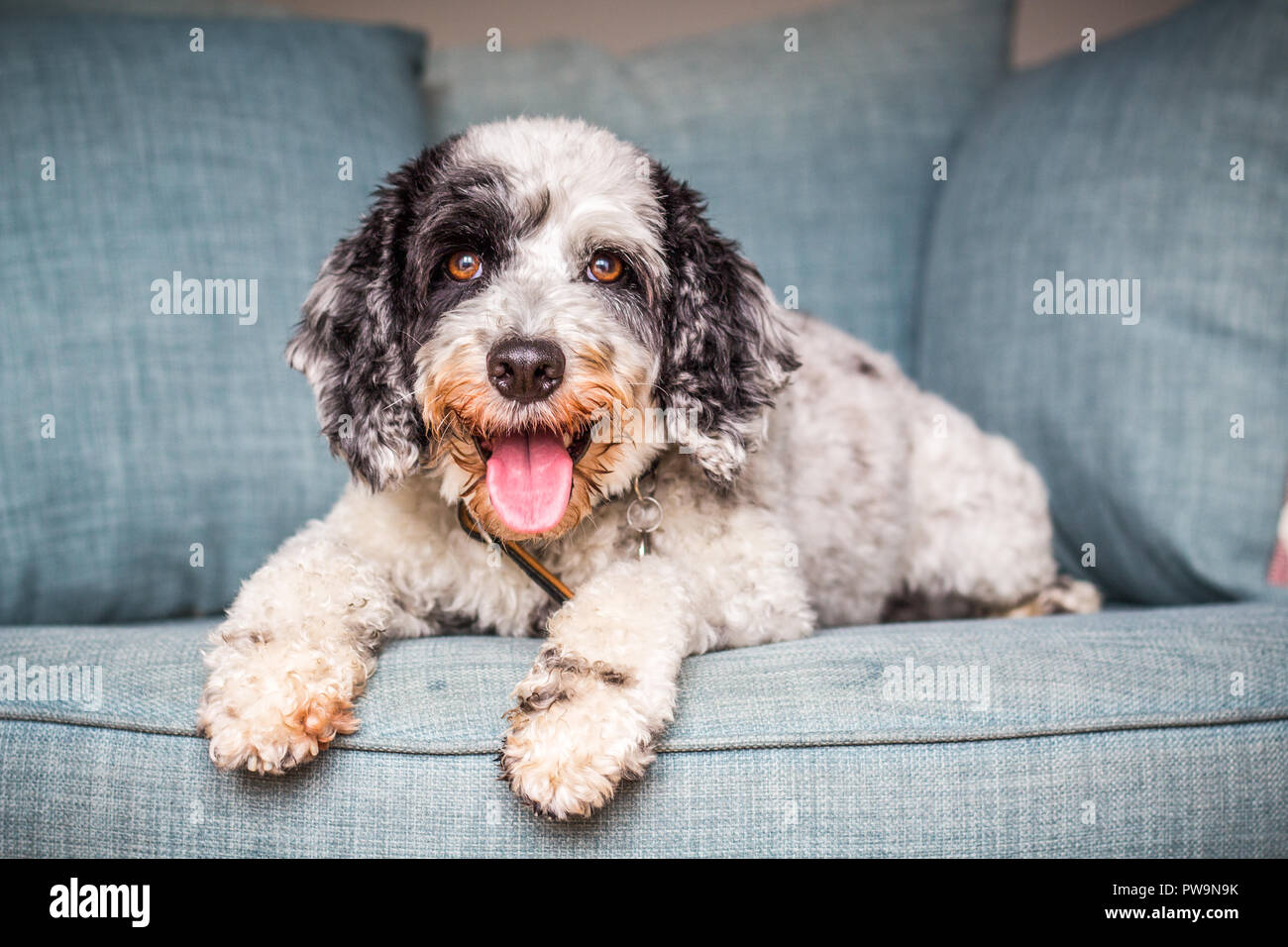 Cockapoo hi-res stock photography and images - Alamy