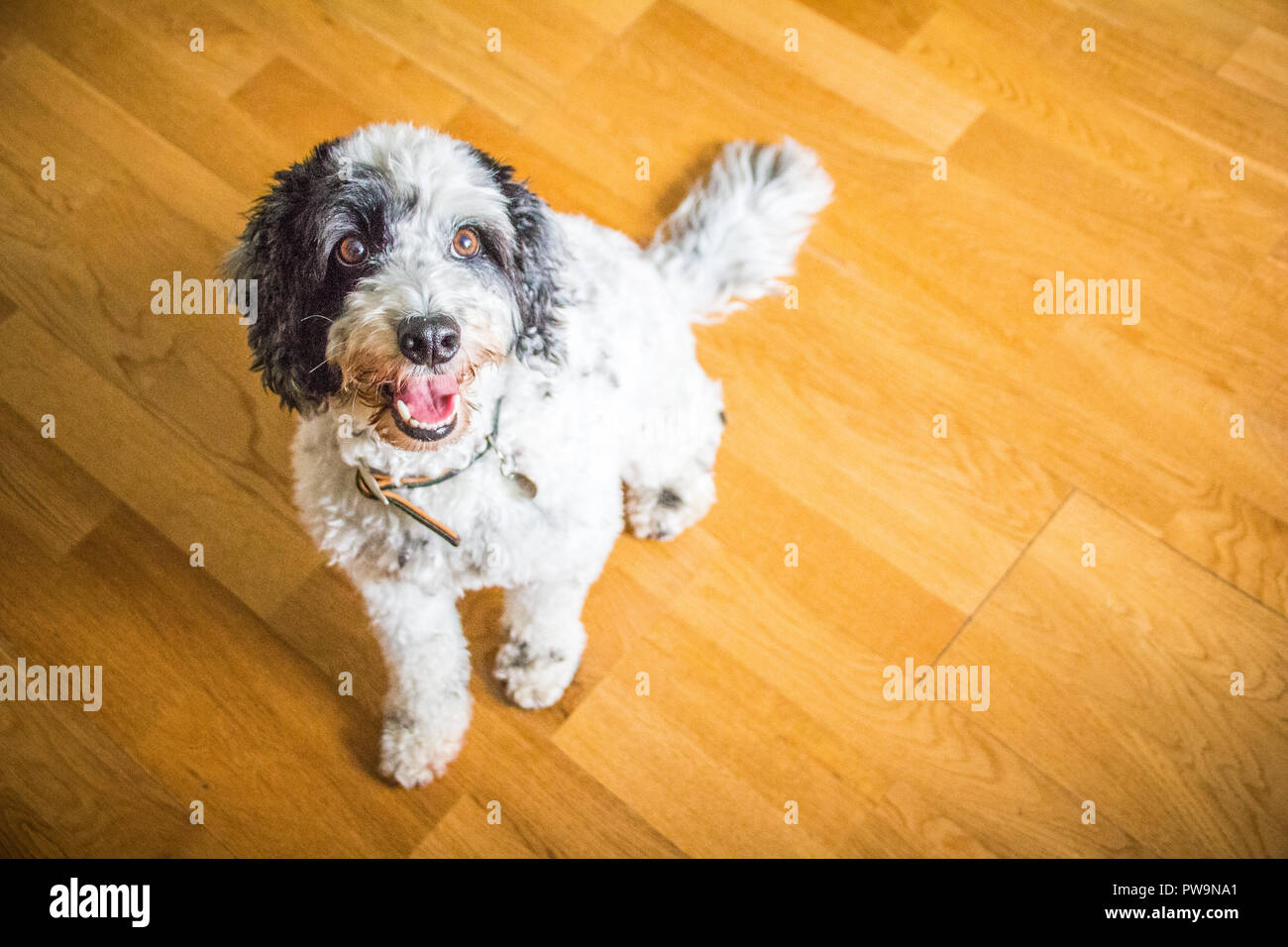 Cute black white cockapoo hi-res stock photography and images - Alamy