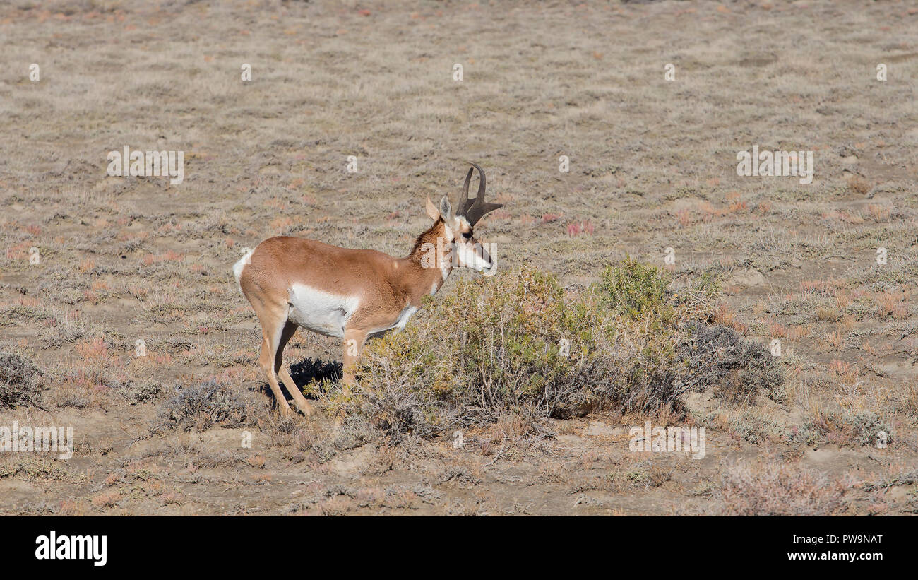 Desert antelope hi-res stock photography and images - Alamy