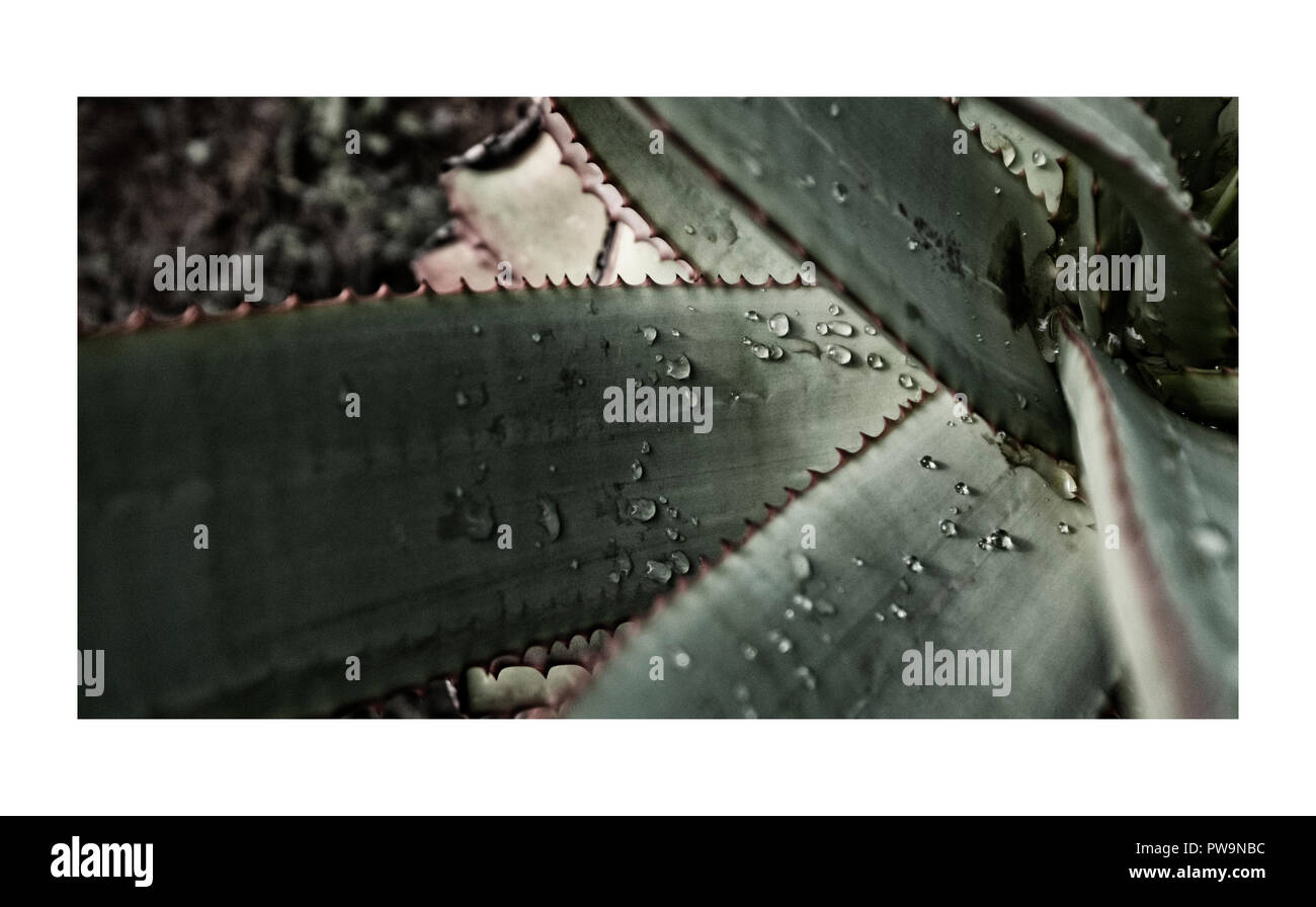Drought resistant flora Cut Out Stock Images & Pictures - Alamy