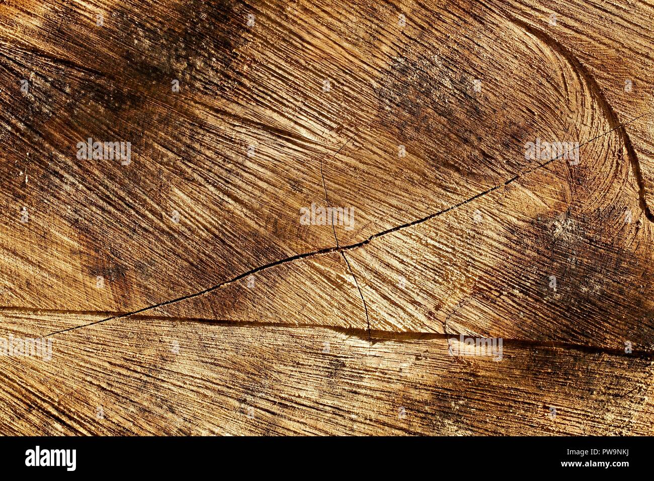 Tree trunk texture Stock Photo - Alamy