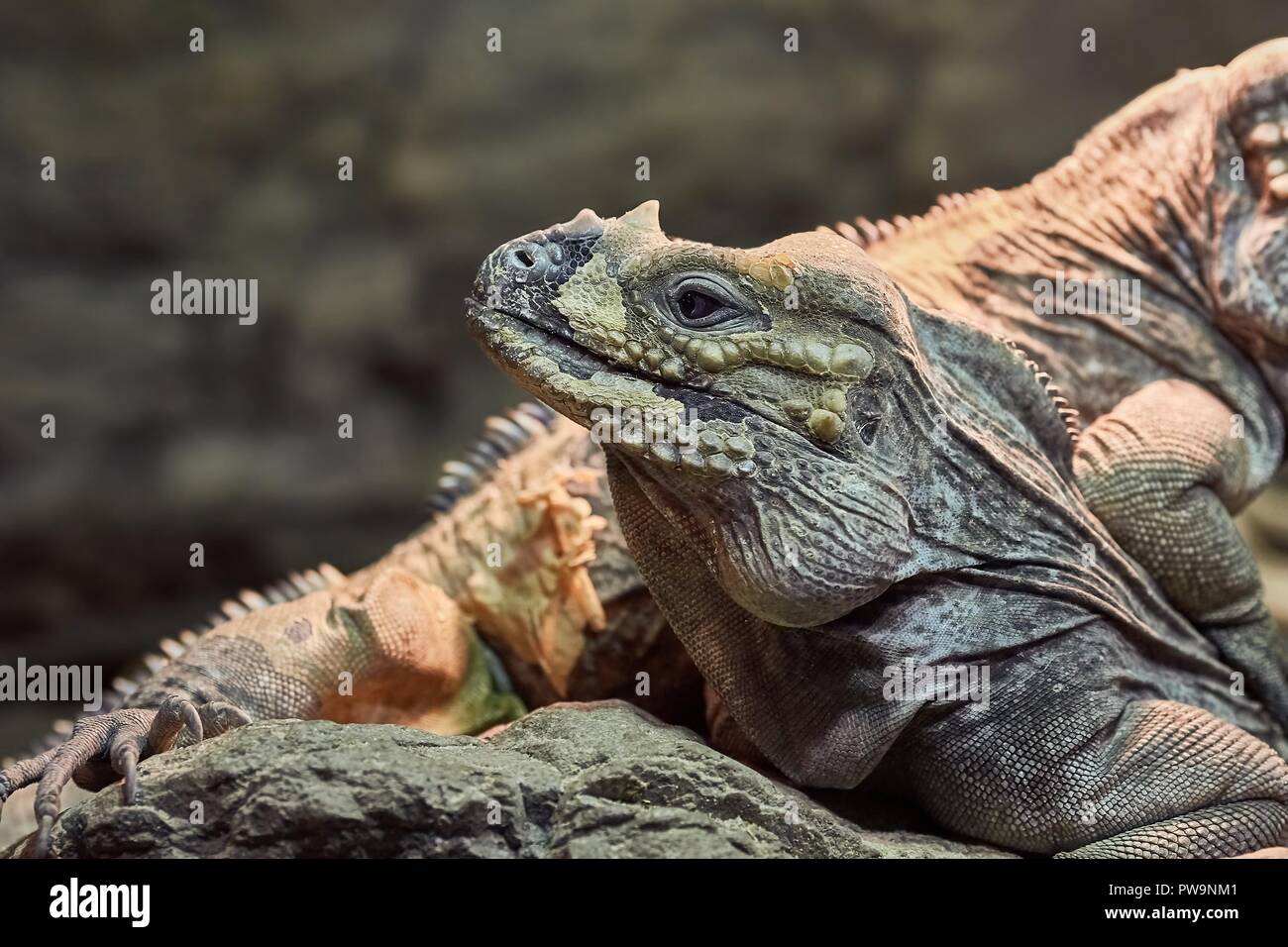 Rest position zoo hi-res stock photography and images - Alamy