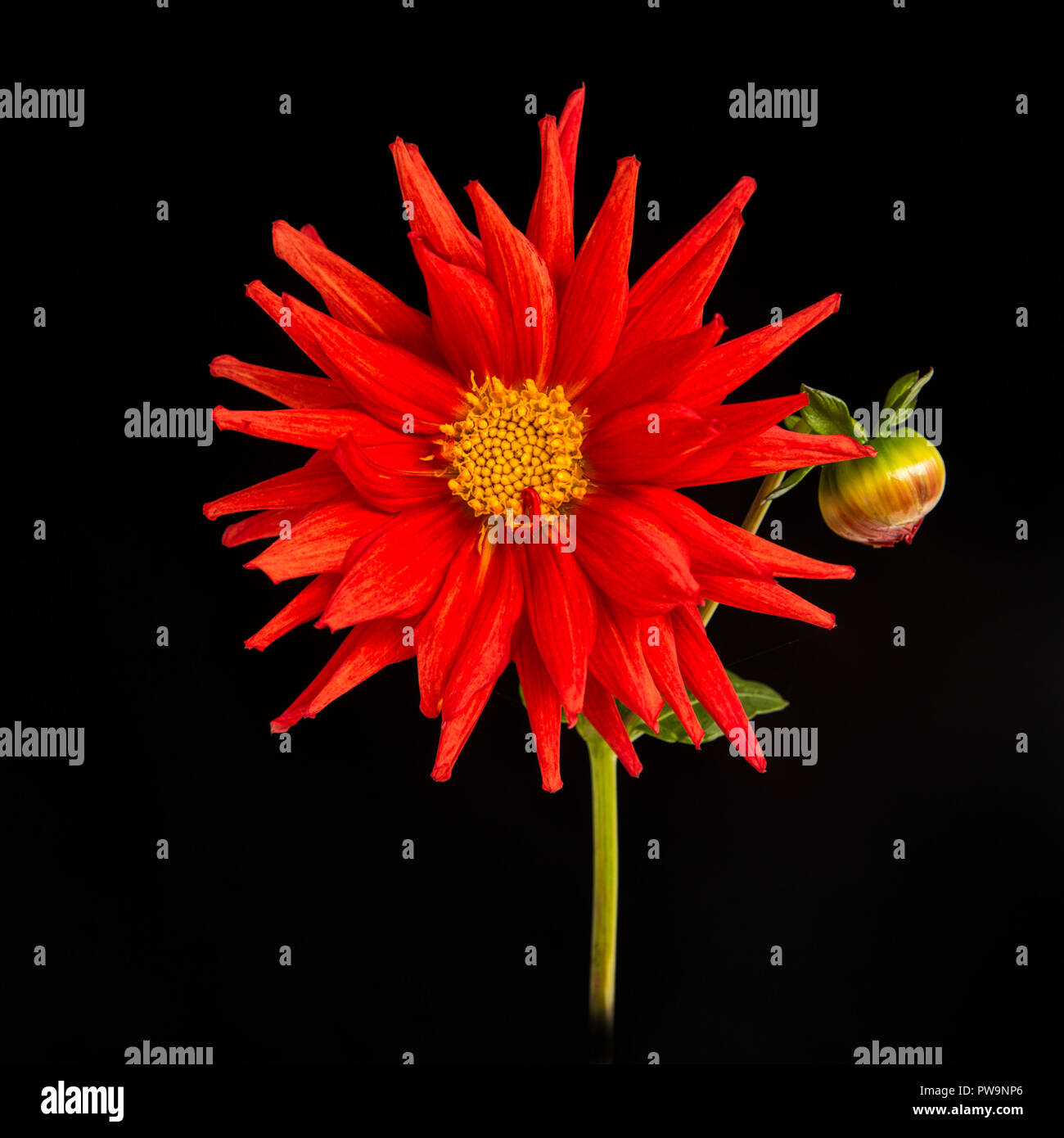 Red Dahlia flower and bud Stock Photo - Alamy