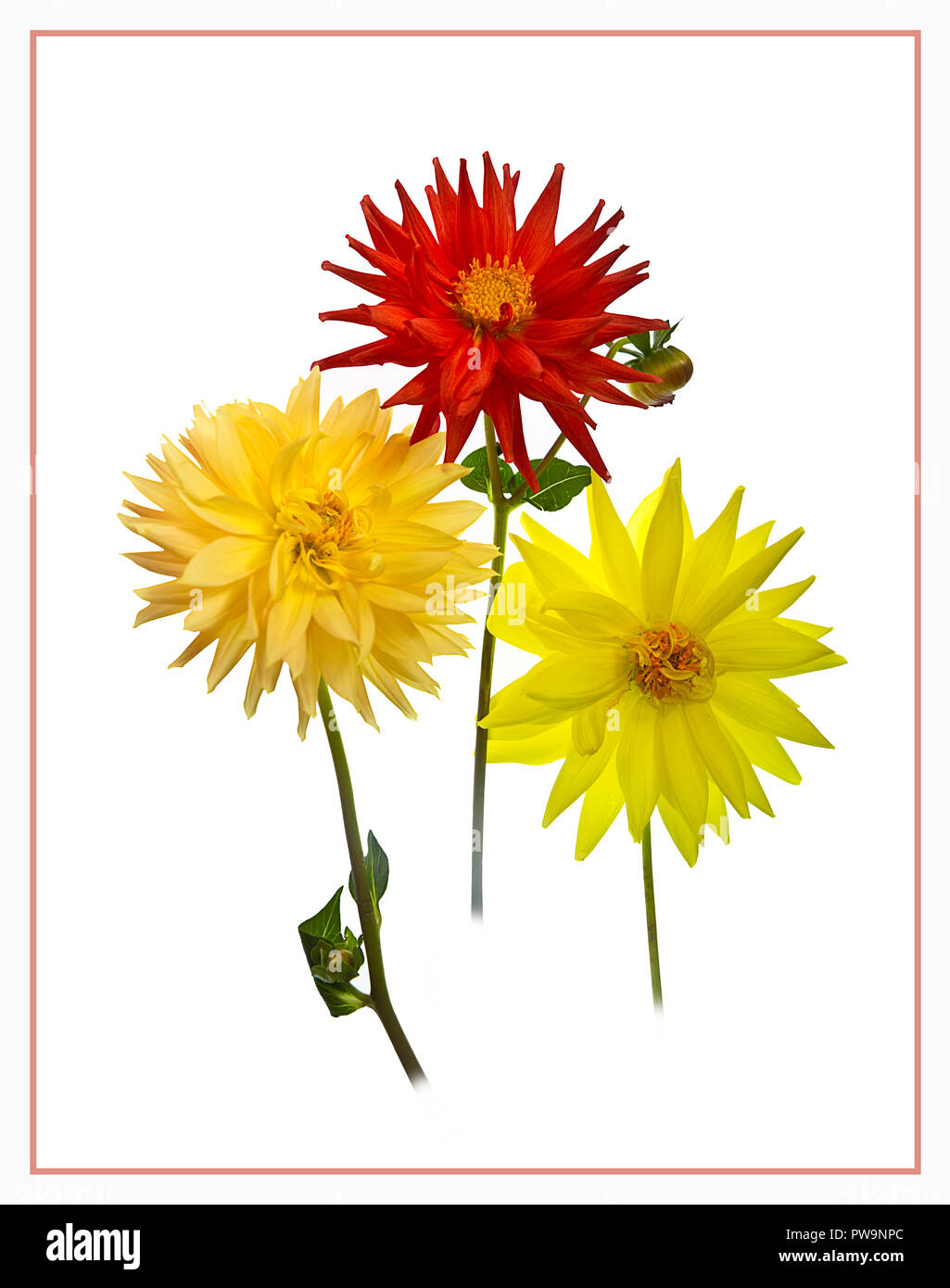 Three Dahlia Flowers Stock Photo - Alamy