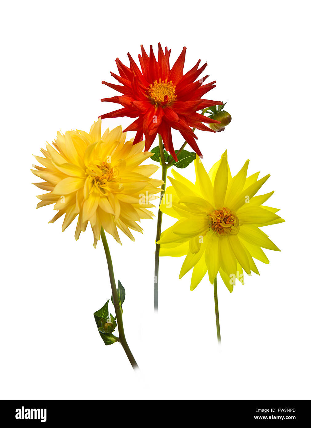 Three Dahlia Flowers Stock Photo - Alamy