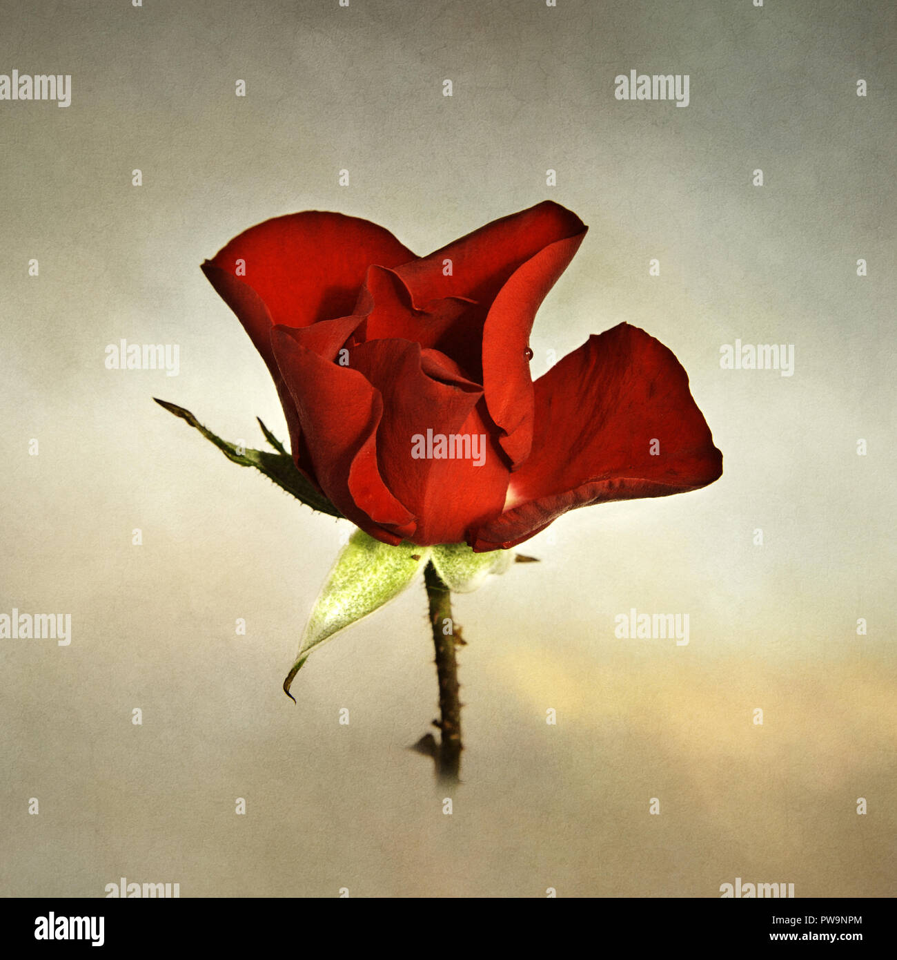 Red Rose bud unfurling Stock Photo - Alamy