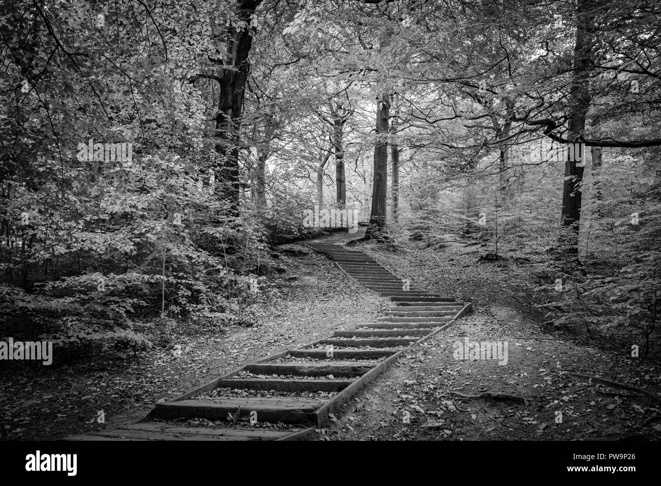 Judy the beauty Black and White Stock Photos & Images - Alamy