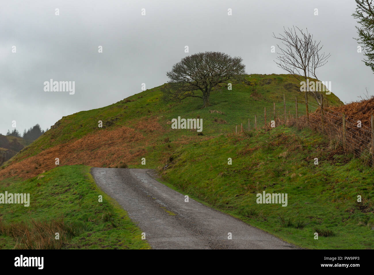 Tree without leaves standing on a hill Stock Photo - Alamy