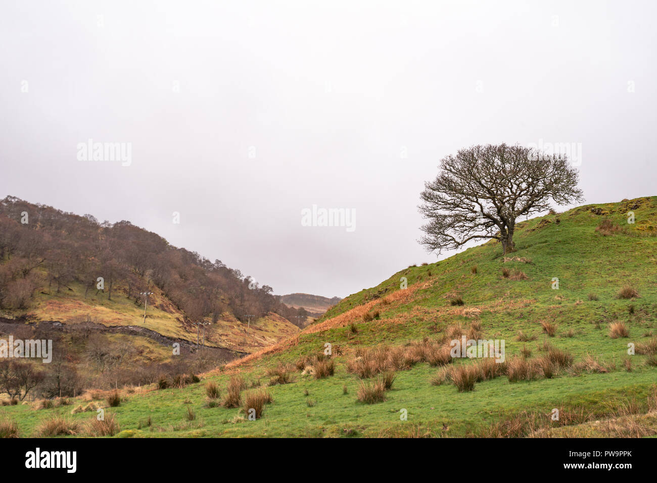 Tree without leaves standing on a hill Stock Photo - Alamy