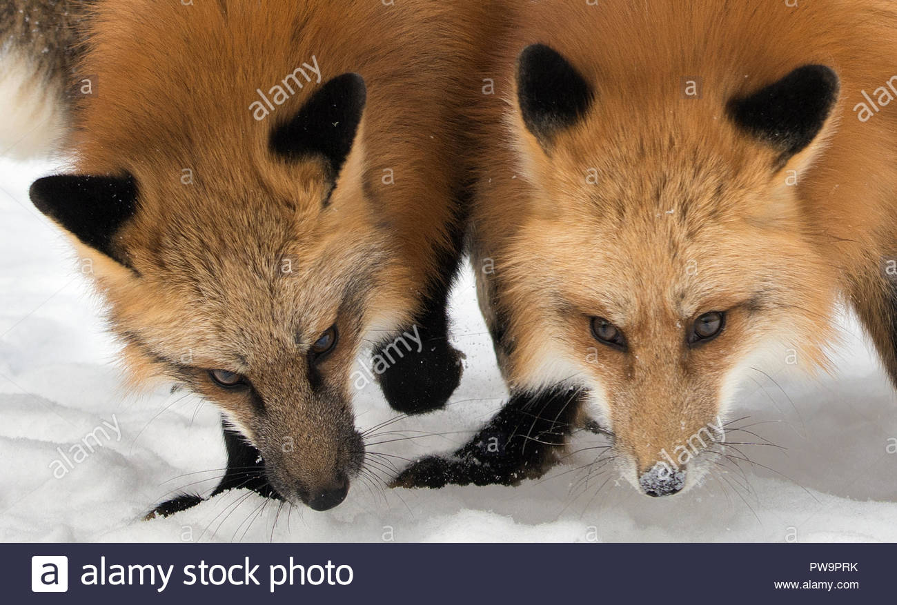 Furry Stock Photos & Furry Stock Images - Alamy