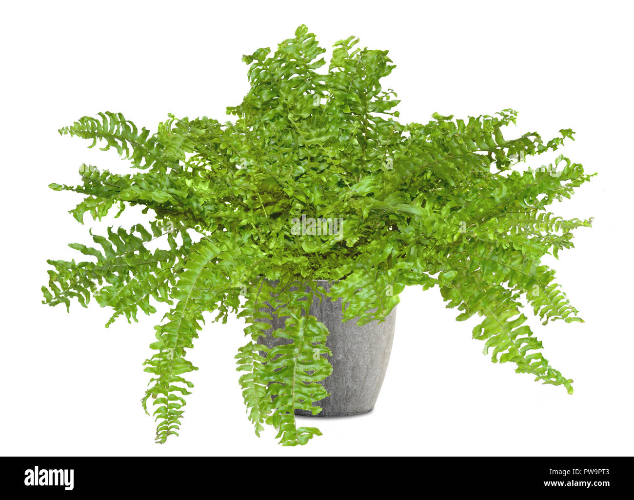 Plant on desk office Cut Out Stock Images & Pictures - Alamy