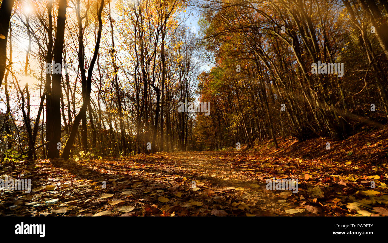 withered autumn leaves fly in fall forest Stock Photo - Alamy