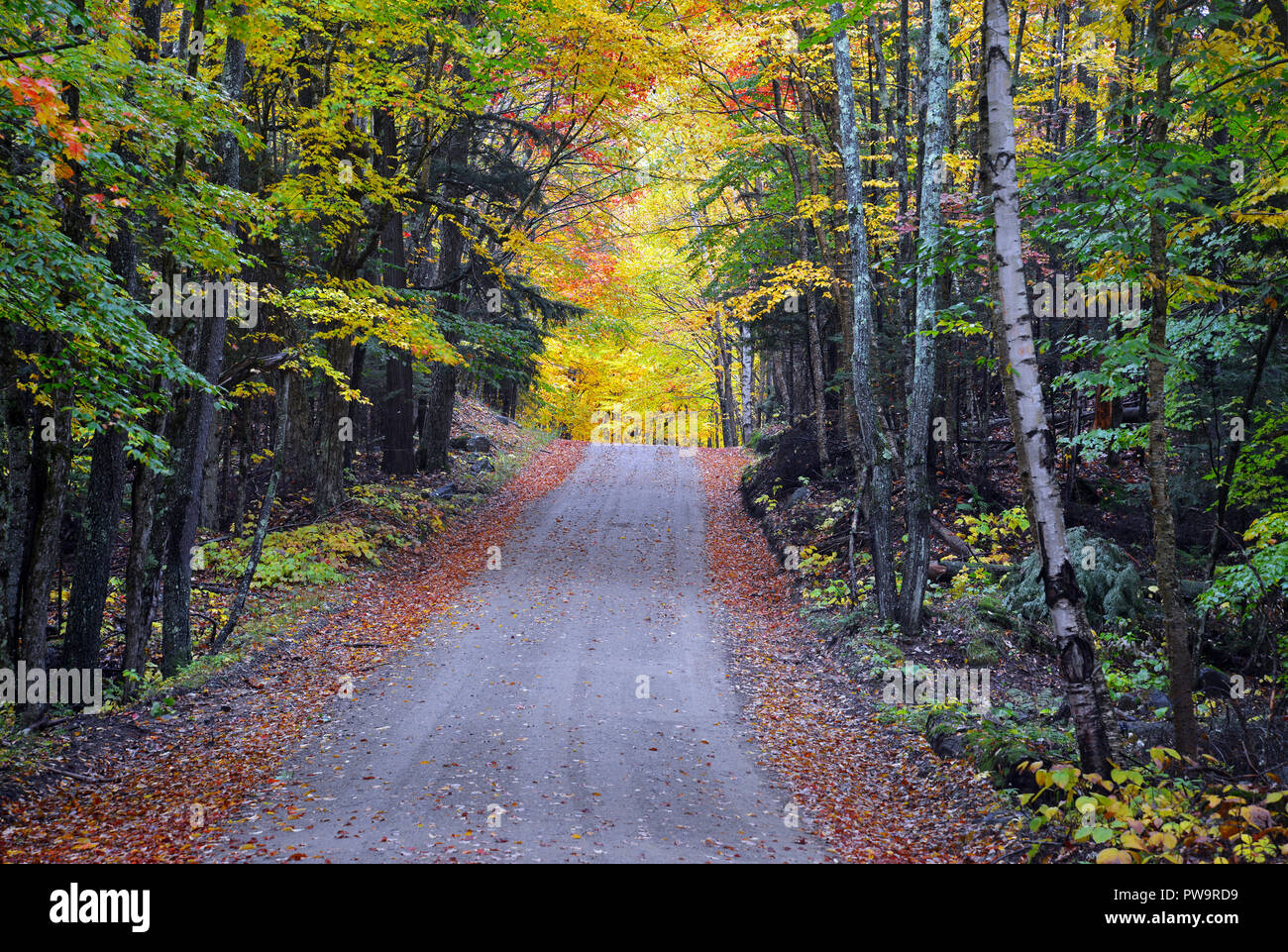 Albany new york foliage hi-res stock photography and images - Alamy