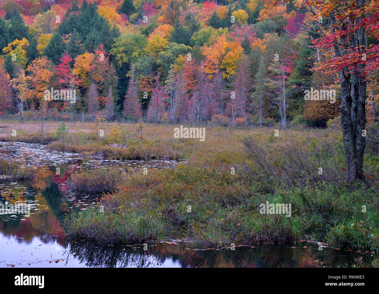 Autumn foliage with red, orange and yellow fall colors in A Northeast ...