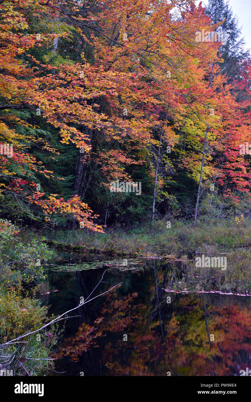 Autumn foliage with red, orange and yellow fall colors in A Northeast ...