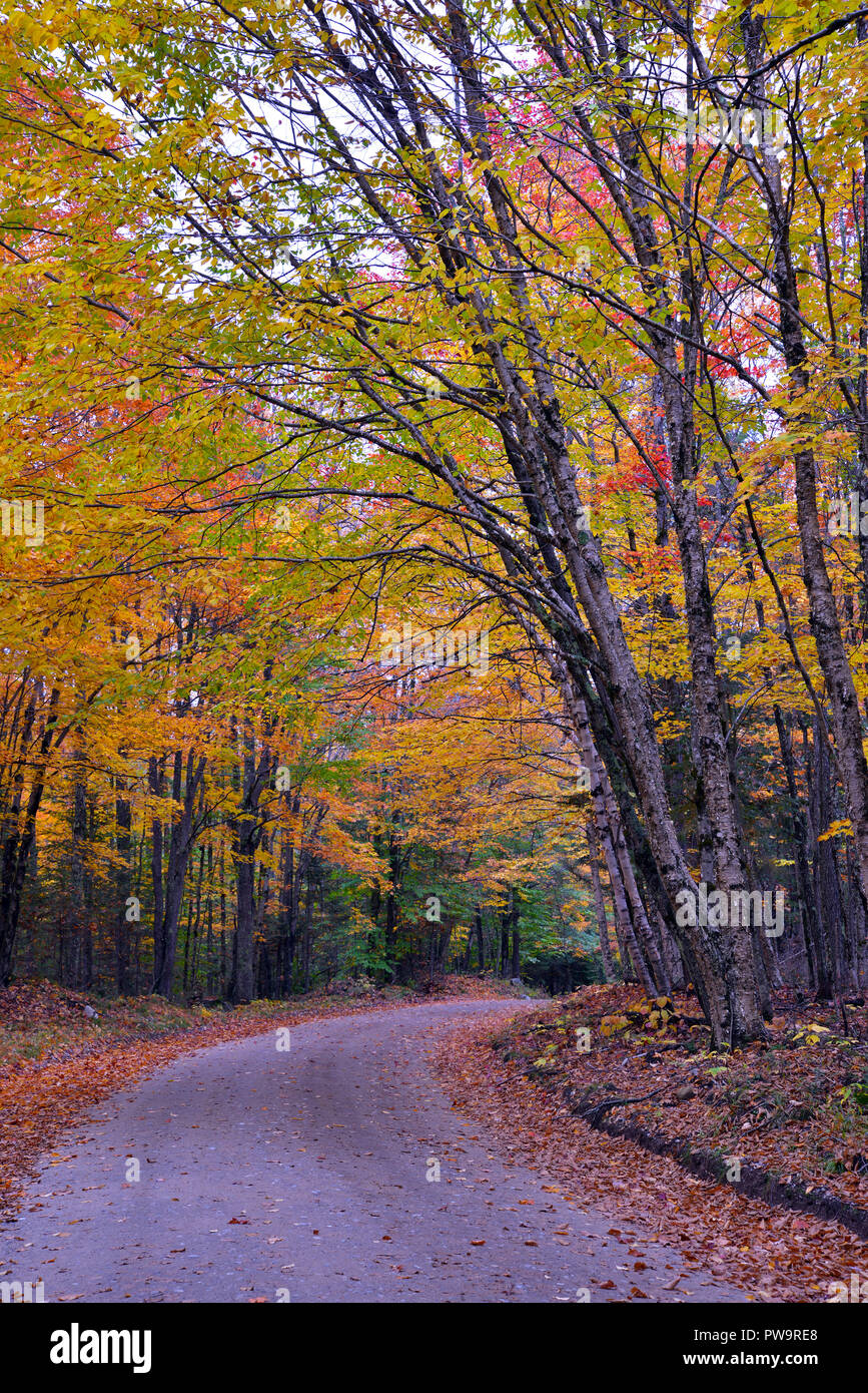Autumn foliage with red, orange and yellow fall colors in A Northeast ...