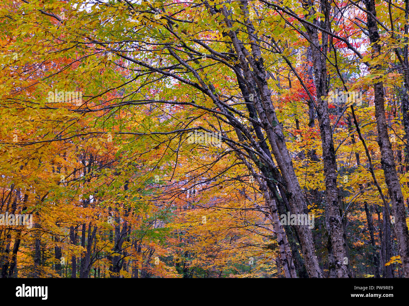 Autumn foliage with red, orange and yellow fall colors in A Northeast ...