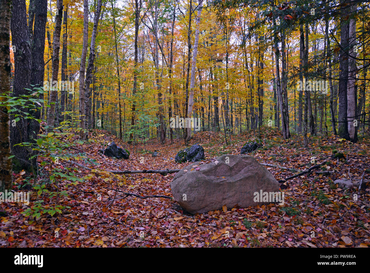 Autumn foliage with red, orange and yellow fall colors in A Northeast ...