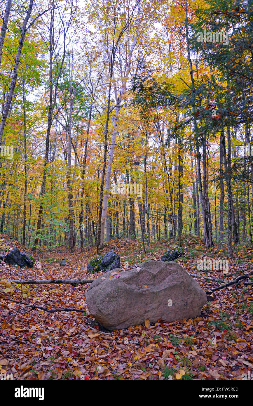 Autumn foliage with red, orange and yellow fall colors in A Northeast ...